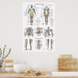 Human Muscle Anatomy Poster Anterior Posterior | Zazzle