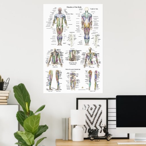Human Muscle Anatomy Poster Anterior Posterior | Zazzle