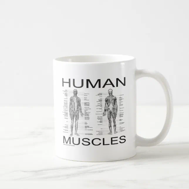 Human Muscles and Anatomy Coffee Mug | Zazzle