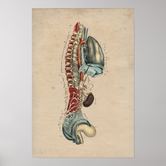 Human Nervous System Anatomy 1841 Print | Zazzle