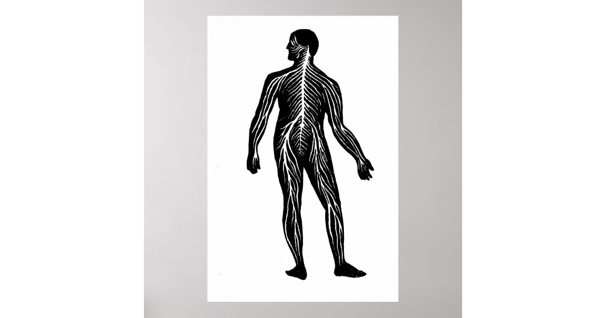 Human Nervous System Anatomy Illustration Poster | Zazzle.com