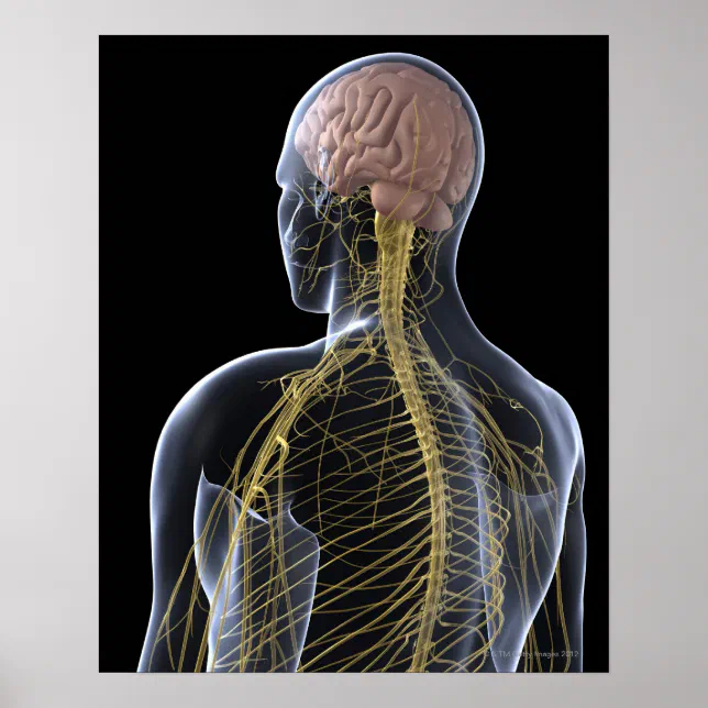 Human Nervous System Poster | Zazzle