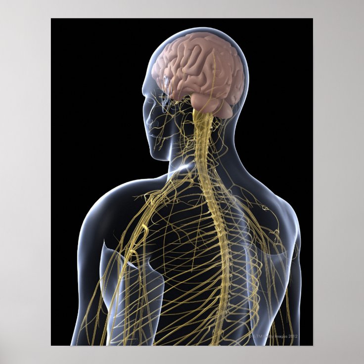 Human Nervous System Poster | Zazzle