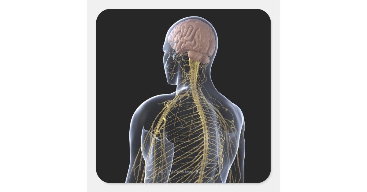 Human Nervous System Square Sticker | Zazzle