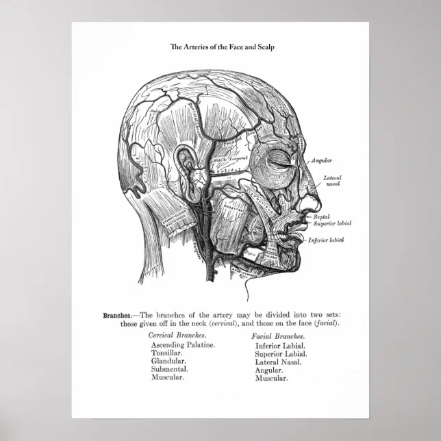 Human Scalp Blood Vessels Anatomy Poster | Zazzle