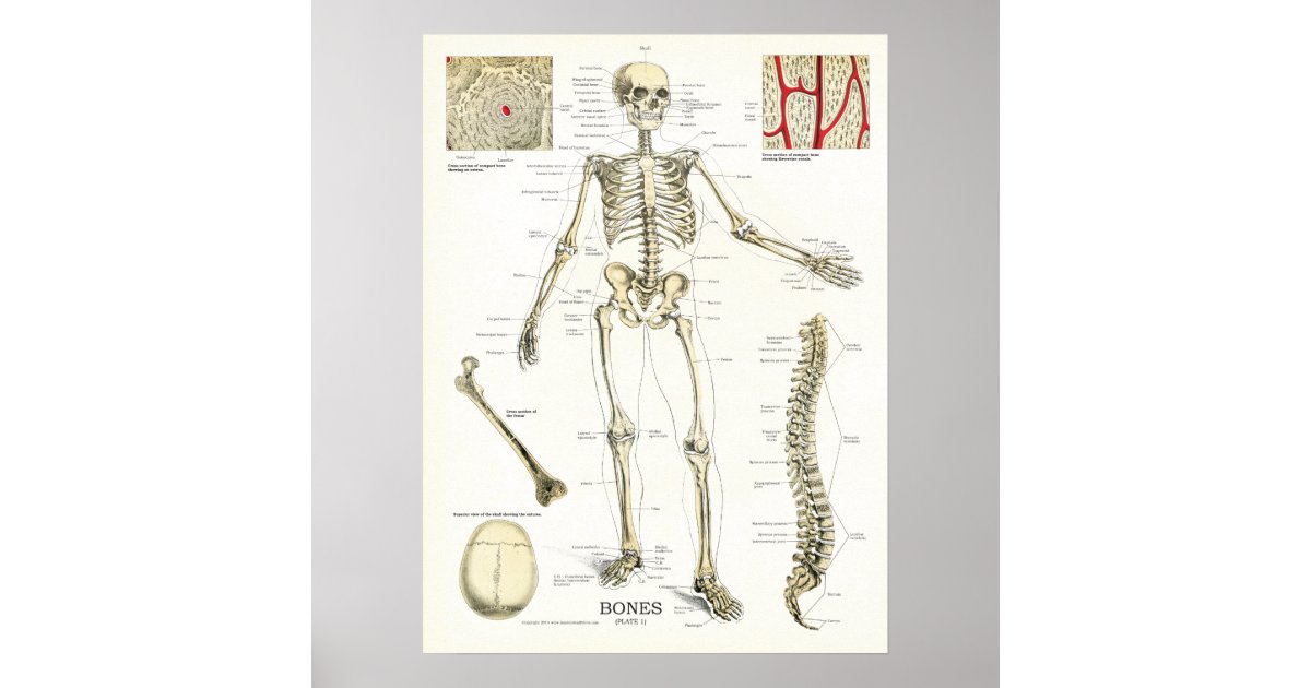Human Skeletal Anatomy Poster | Zazzle