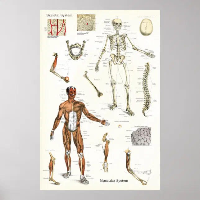 Human Skeletal and Muscle Anatomy Poster 24 X 36 | Zazzle