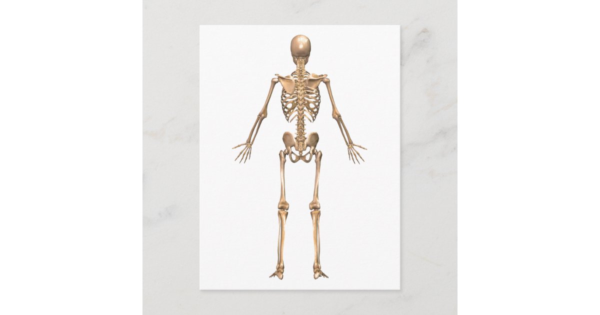 Human Skeletal System, Back View Postcard | Zazzle