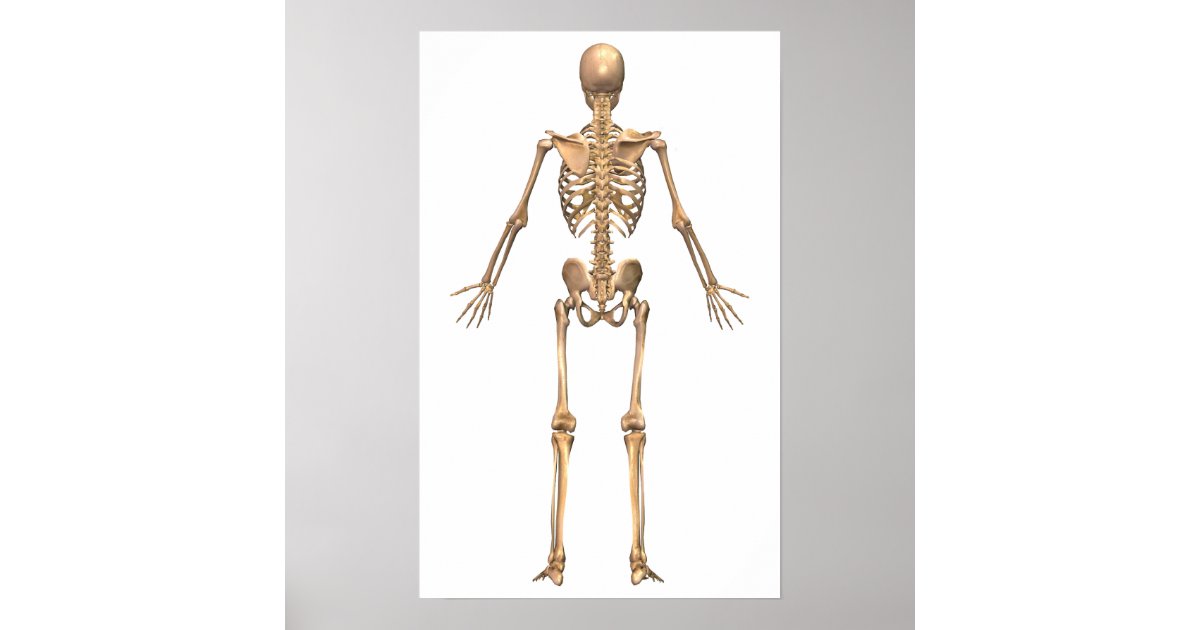 Human Skeletal System, Back View Poster | Zazzle