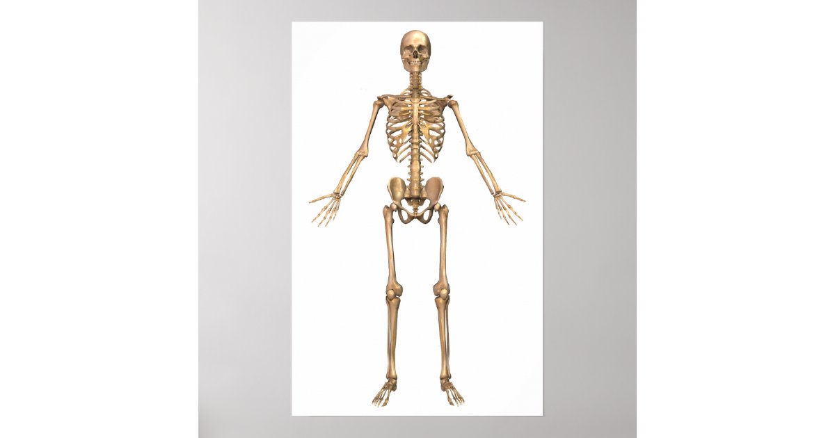 Human Skeletal System, Front View Poster | Zazzle