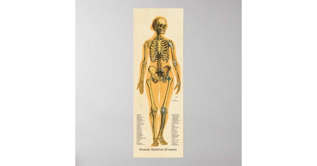 Human Skeleton Anatomy Bones Chart Female | Zazzle