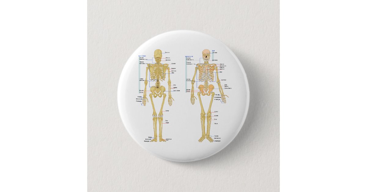 Human Skeleton labeled anatomy chart Button | Zazzle