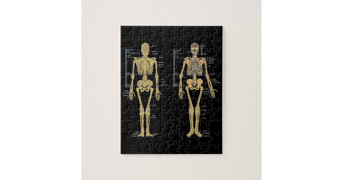 Human Skeleton labeled anatomy chart Jigsaw Puzzle | Zazzle