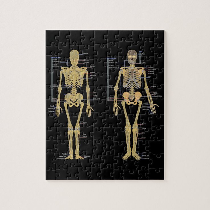 Human Skeleton labeled anatomy chart Jigsaw Puzzle | Zazzle
