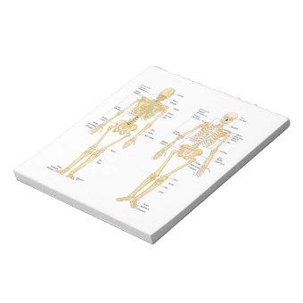 Human Skeleton labeled anatomy chart Notepad | Zazzle