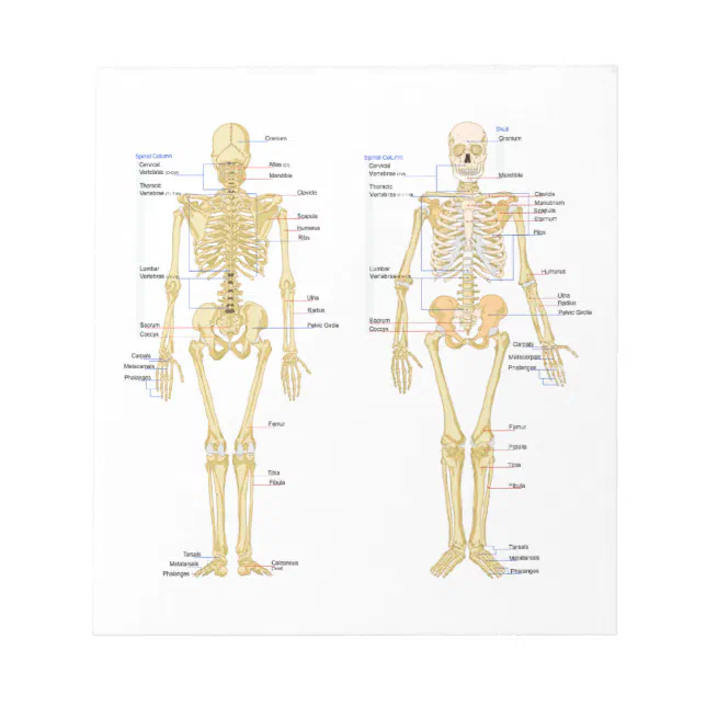 Human Skeleton labeled anatomy chart Notepad | Zazzle