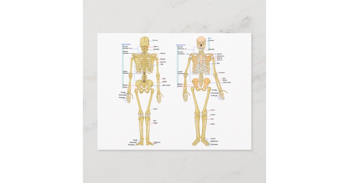 Human Skeleton labeled anatomy chart Postcard | Zazzle