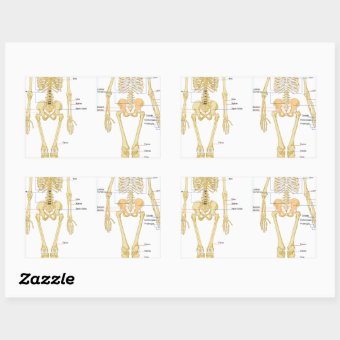 Human Skeleton labeled anatomy chart Rectangular Sticker | Zazzle