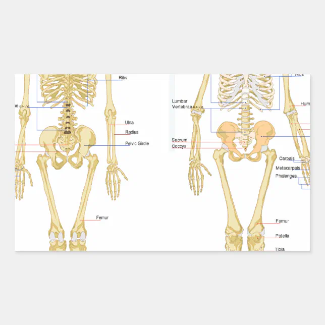 Human Skeleton labeled anatomy chart Rectangular Sticker | Zazzle