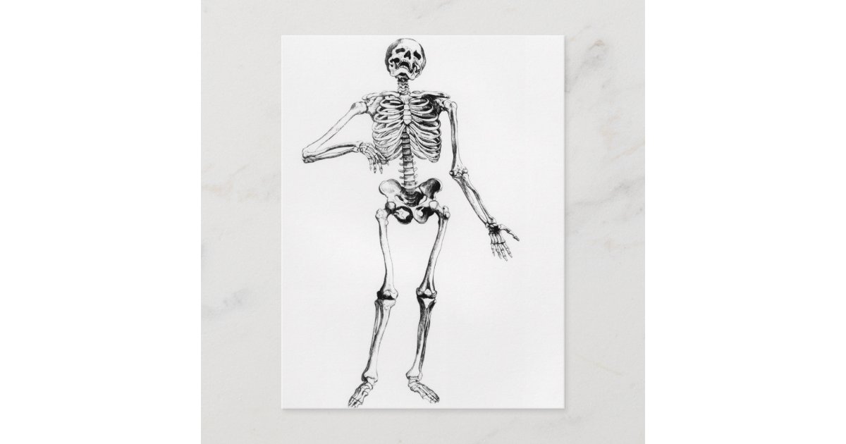Human Skeleton Postcard | Zazzle