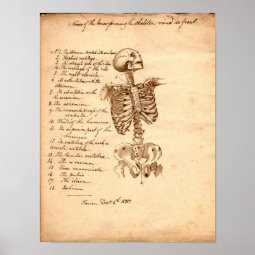 Human Skeleton Poster | Zazzle
