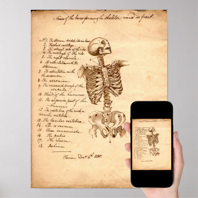 Human Skeleton Poster | Zazzle