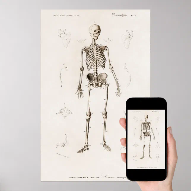 Human Skeleton Poster | Zazzle