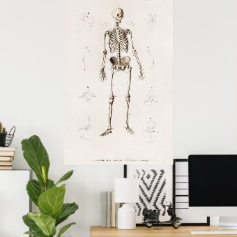 Human Skeleton Poster | Zazzle