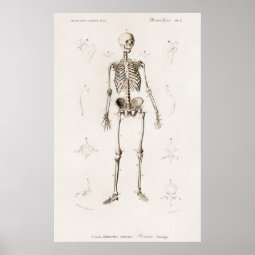 Human Skeleton Poster | Zazzle