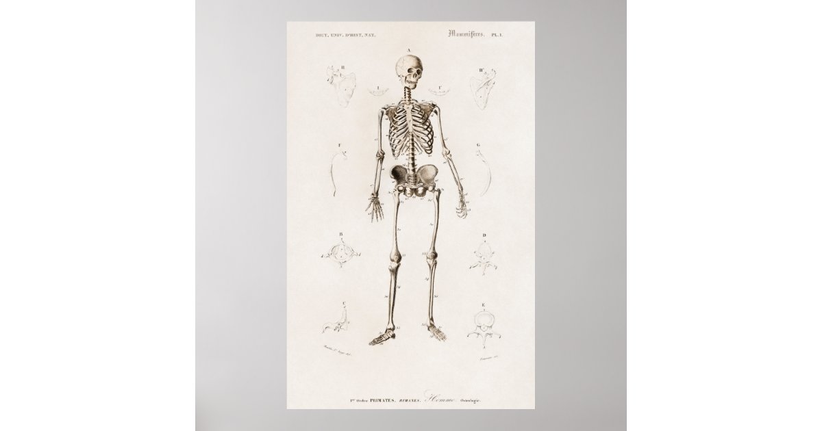 Human Skeleton Poster | Zazzle