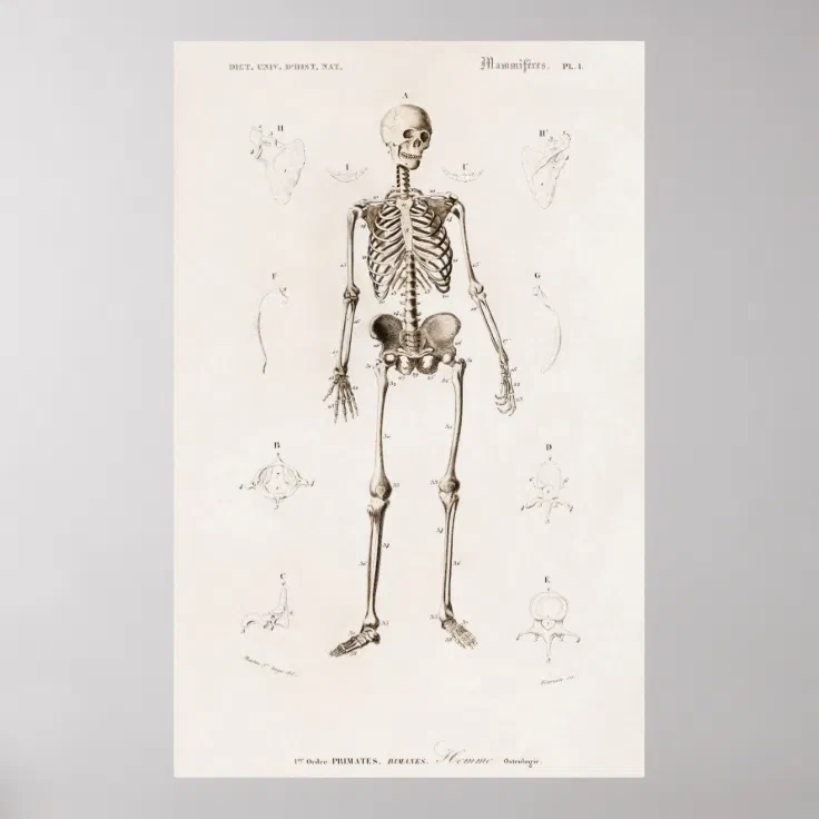 Human Skeleton Poster | Zazzle