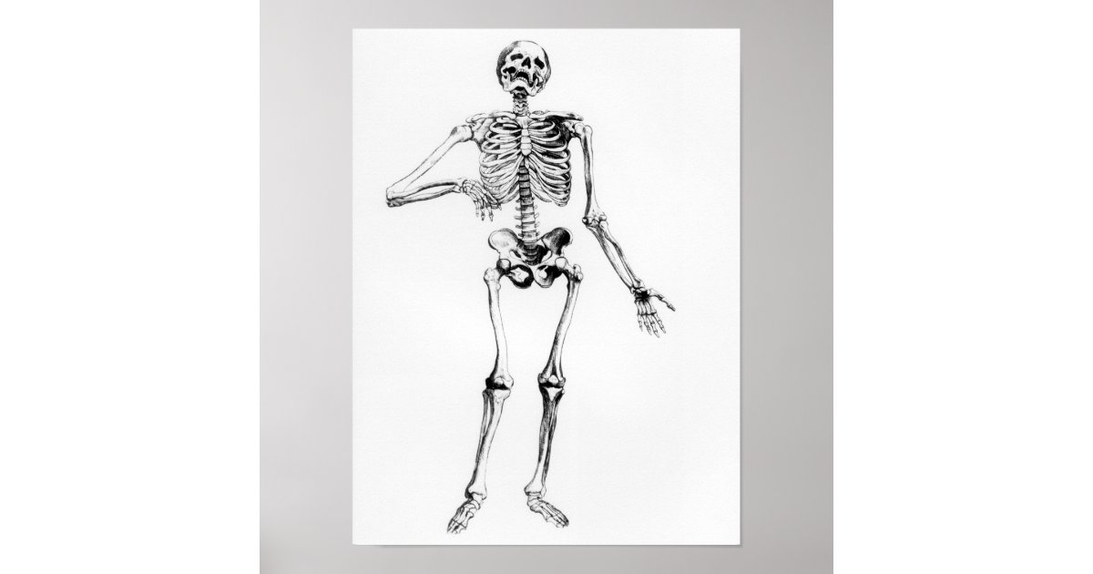 Human Skeleton Poster | Zazzle