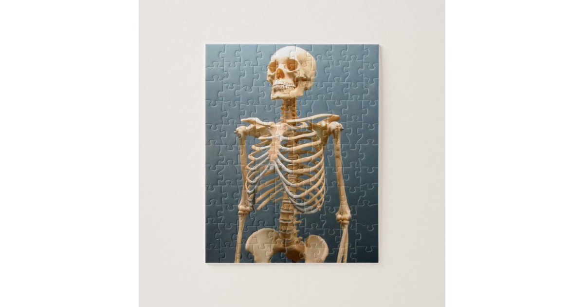 Human Skeleton Puzzle | Zazzle