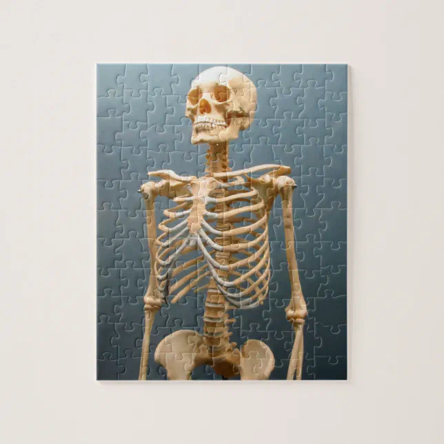 Human Skeleton Puzzle | Zazzle