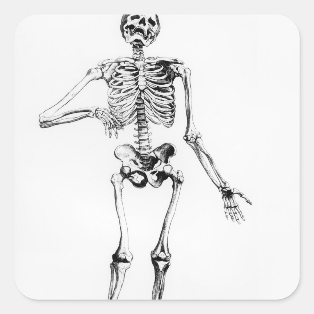 Human Skeleton Square Sticker | Zazzle