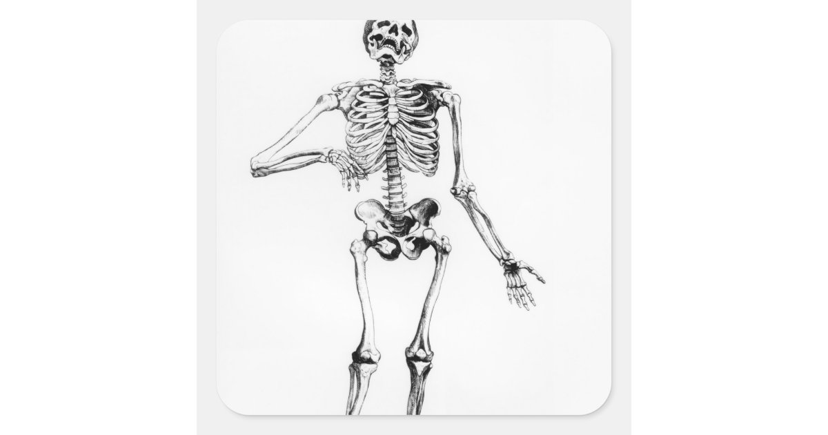 Human Skeleton Square Sticker | Zazzle
