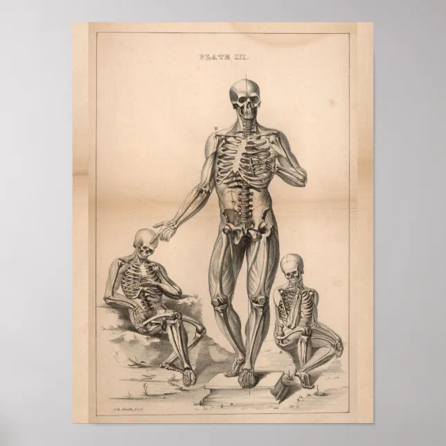 Human Skeleton Vintage Anatomy Art Print 1827 | Zazzle