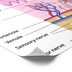 Human Skin Anatomy Poster | Zazzle