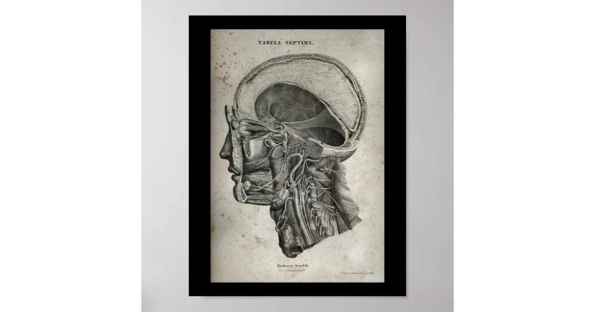 Human Skull Cross Section Nerves Anatomy Print | Zazzle