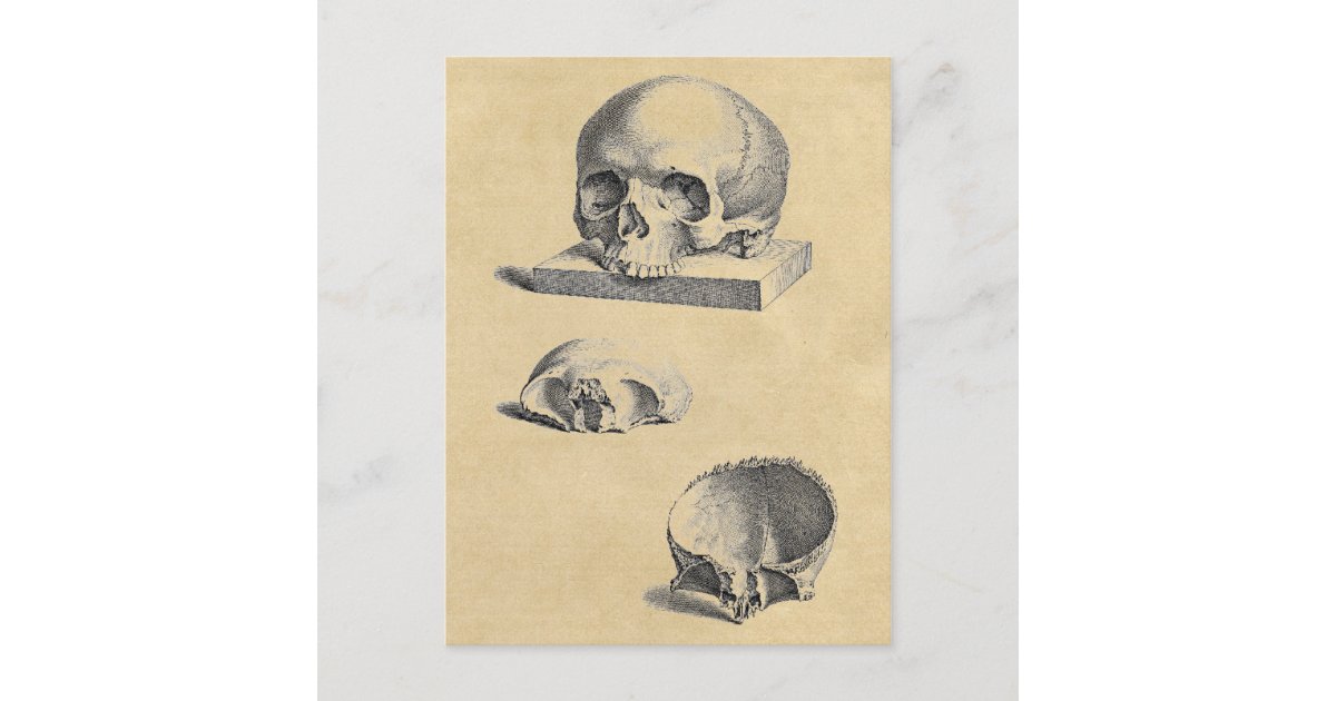 Human Skull Medical Anatomy Postcard | Zazzle