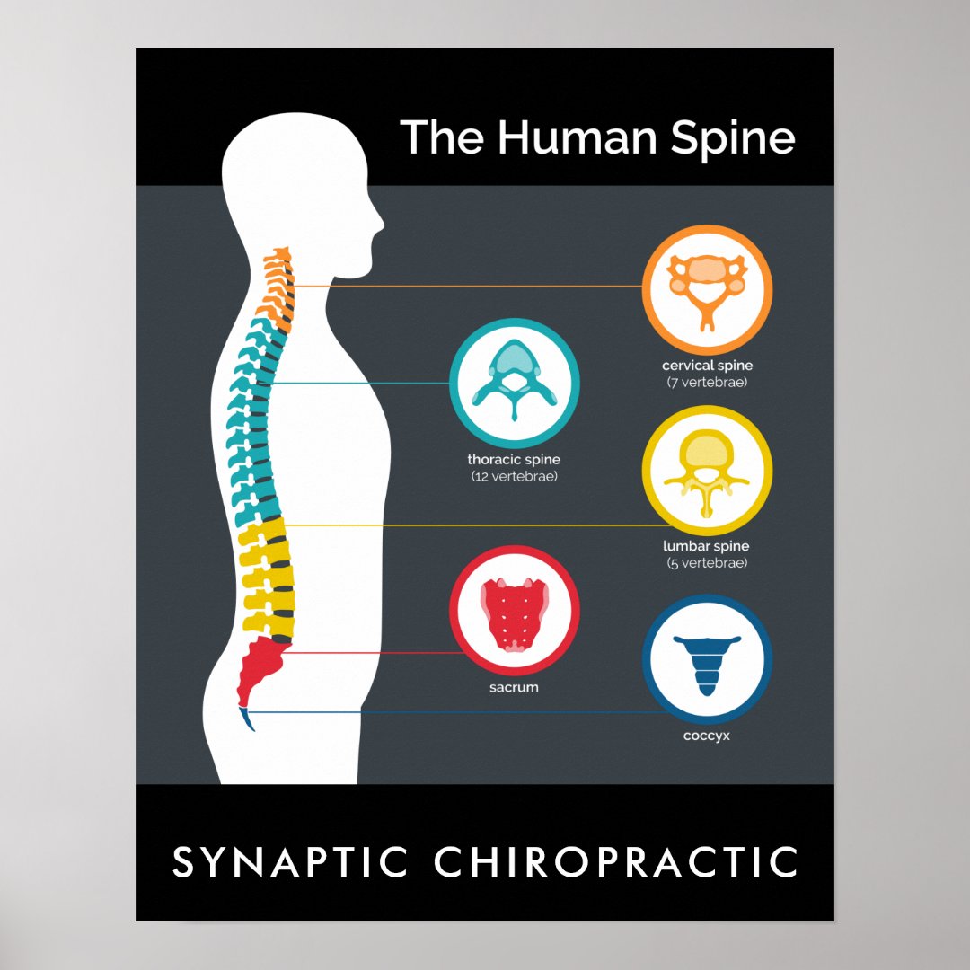 Human Spine Anatomy Chart Poster | Zazzle