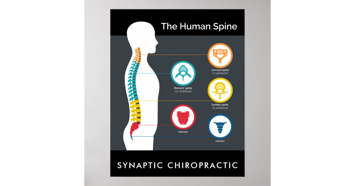 Human Spine Anatomy Chart Poster | Zazzle