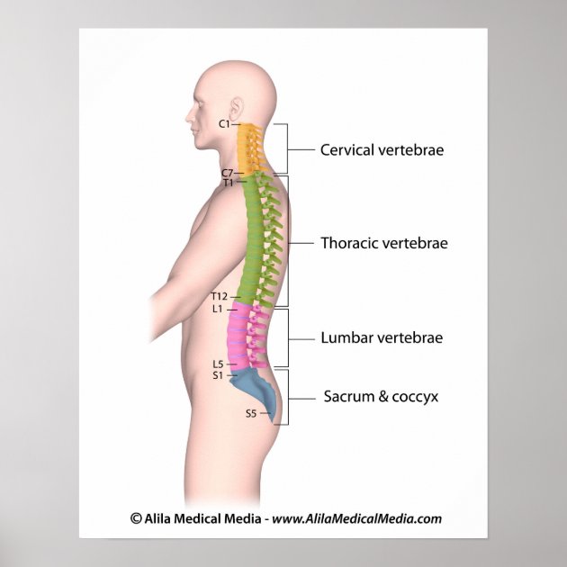 A labeled spine