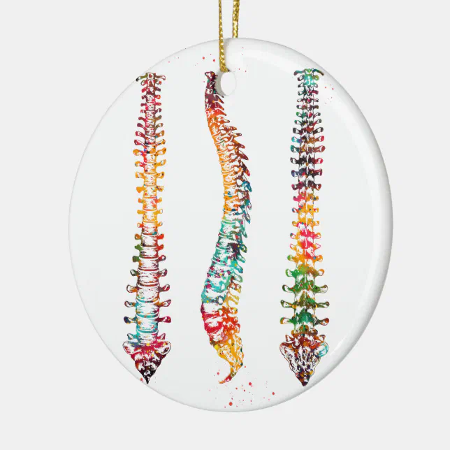 Human Spine Ceramic Ornament | Zazzle