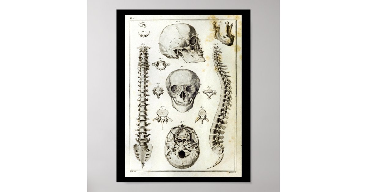Human Spine Skull Anatomy Print | Zazzle