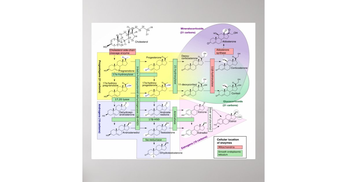 Human Steroidogenesis Diagram Biological Chemical Poster | Zazzle