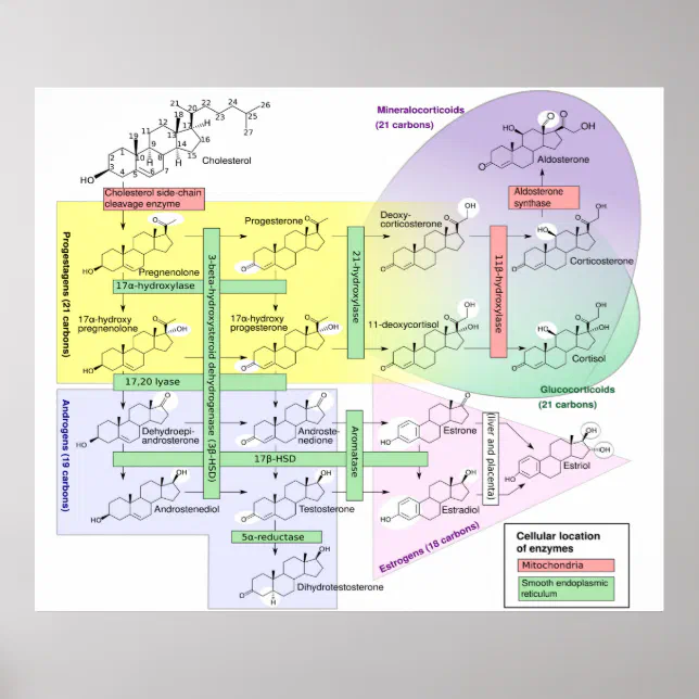 Human Steroidogenesis Diagram Biological Chemical Poster | Zazzle