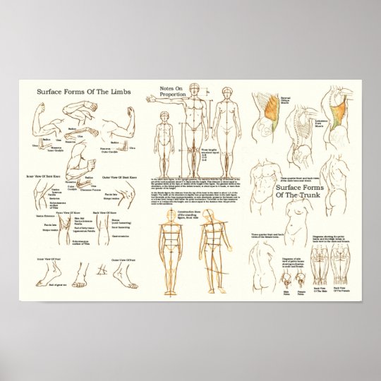 Human Surface Anatomy for Artists Chart | Zazzle.com