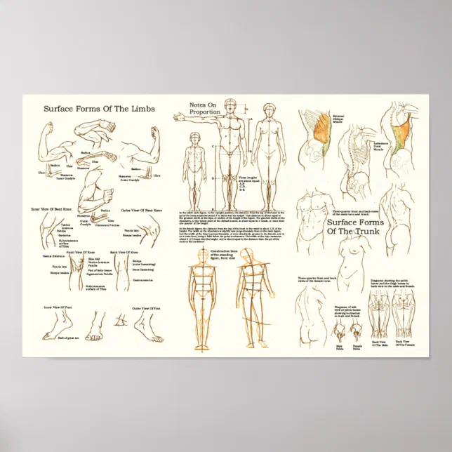 Human Surface Anatomy for Artists Chart | Zazzle