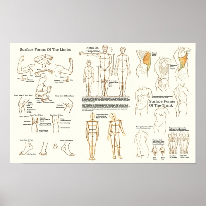 Human Surface Anatomy for Artists Chart | Zazzle.com